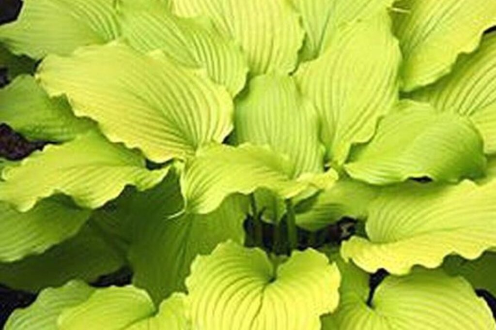 Hosta Dancing Queen – agricellbiotech.com